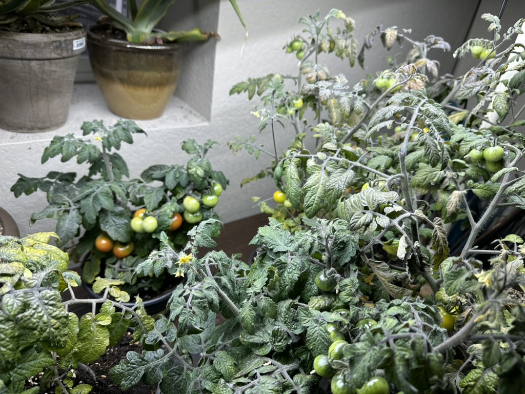 The Winter Tomato Experiment – A Pikes Peak Garden