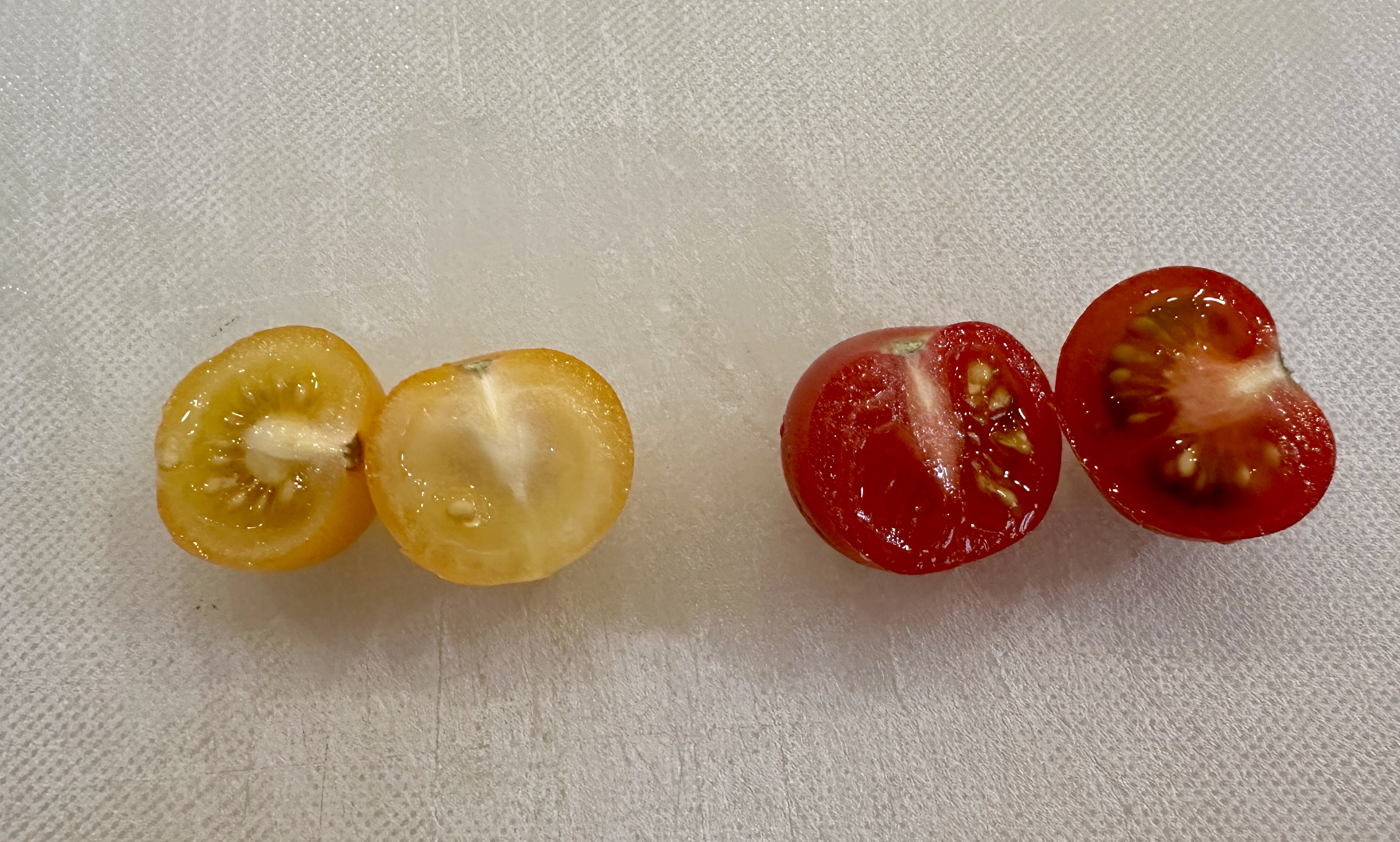 The Winter Tomato Experiment – A Pikes Peak Garden